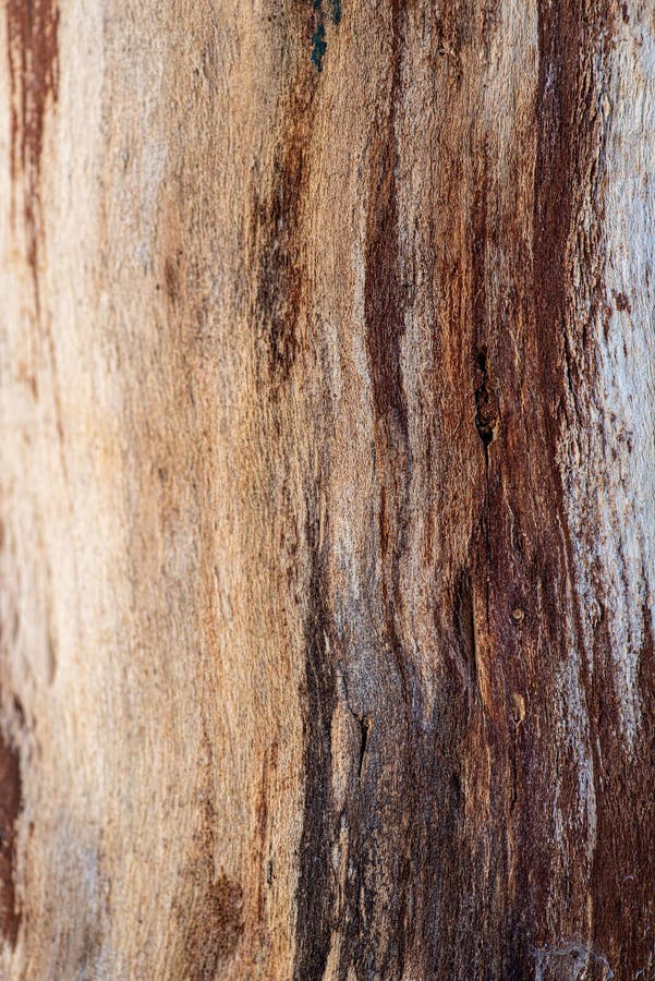 Closeup of a Dense Wood Texture Stock Photo - Image of forest ...