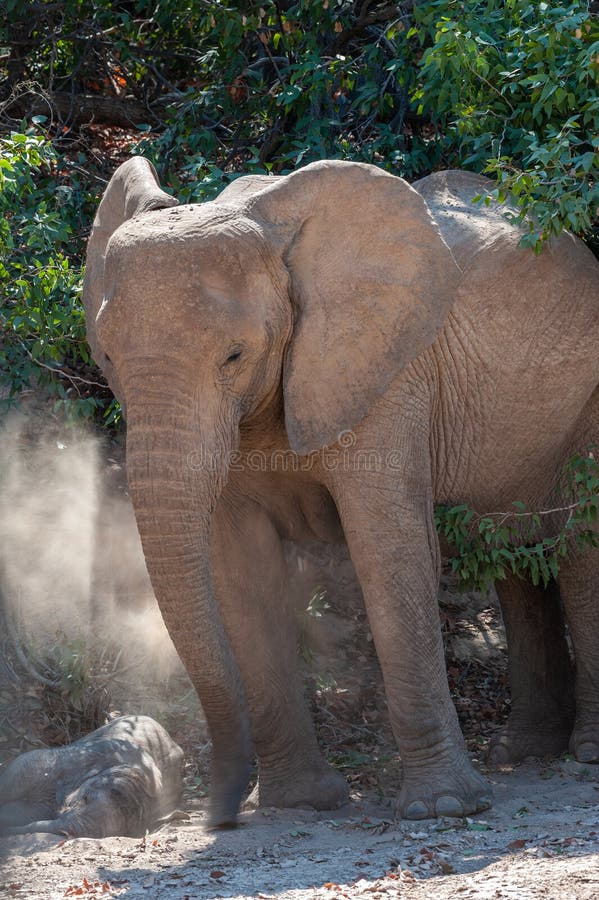 Closeup of a Desert Elephant in Namibia Stock Image - Image of ...