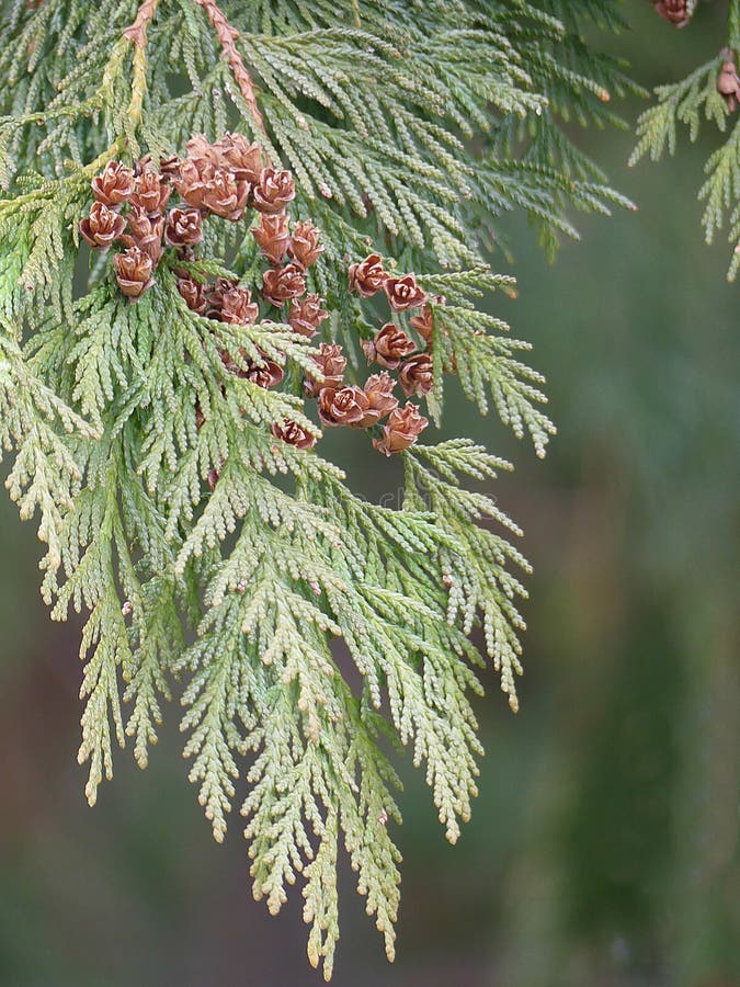 A Row of False Cedar Trees Detailing Their Papery Bark Stock Image ...