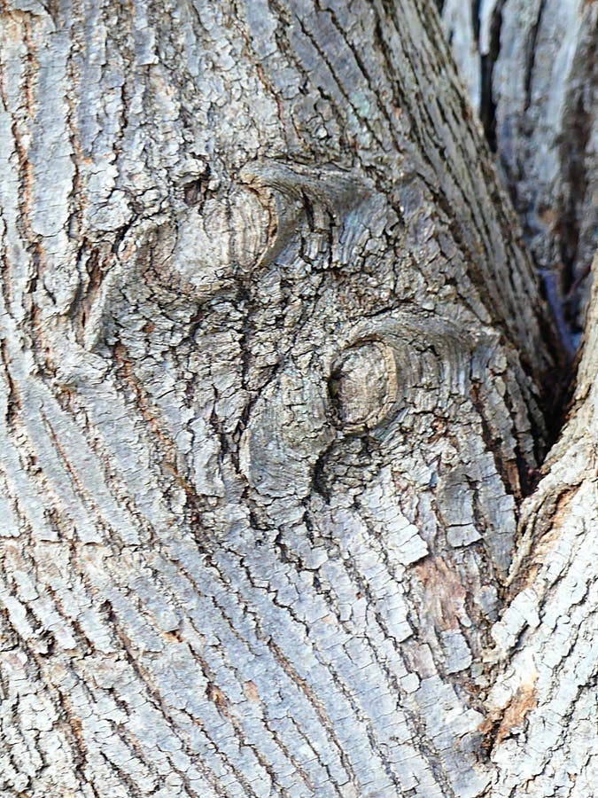 Closeup Detail of a Tree Trunk with Eyes Stock Image - Image of eyes ...