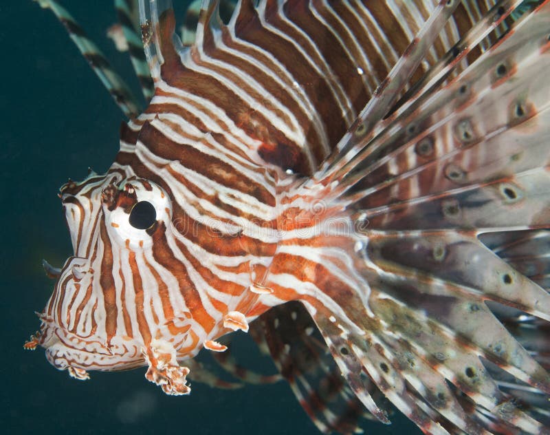 Closeup Detail of Red Sea Lionfish Stock Image - Image of saltwater ...
