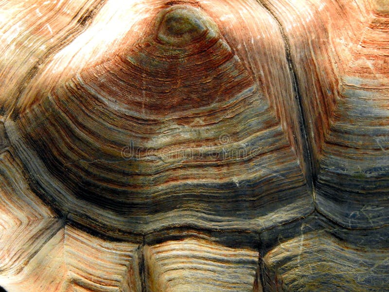 Galapagos Tortoise shell stock photo. Image of galapagos - 194611552