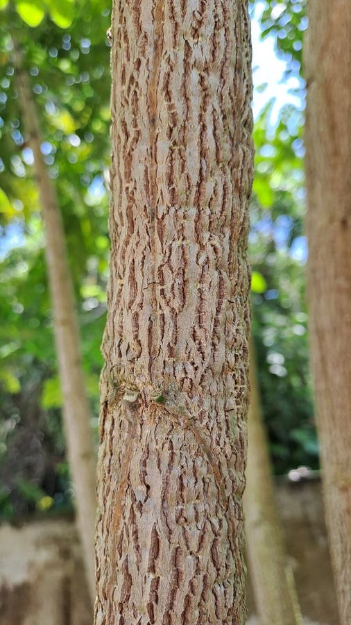 Closeup Detail Tree Trunk in the Woods Stock Photo - Image of closeup ...