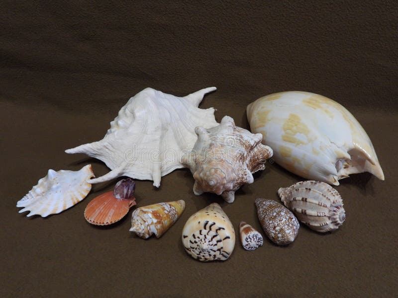 Collection of Various Sea Shells Stock Photo - Image of rare, wild ...