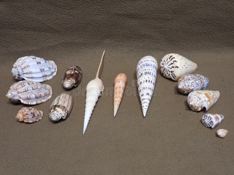 Collection of Various Sea Shells Stock Photo - Image of collection ...