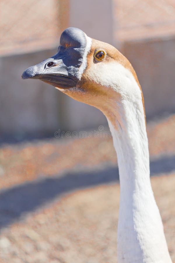 Closeup with Details of a Duck Face Stock Image - Image of nature, nose ...