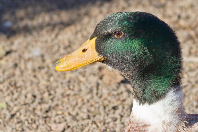 Closeup with Details of a Duck Face Stock Image - Image of bird, look ...