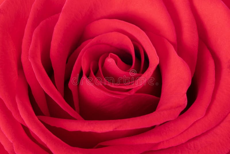 Closeup Details of a Red Rose Stock Image - Image of floral, mandarins ...