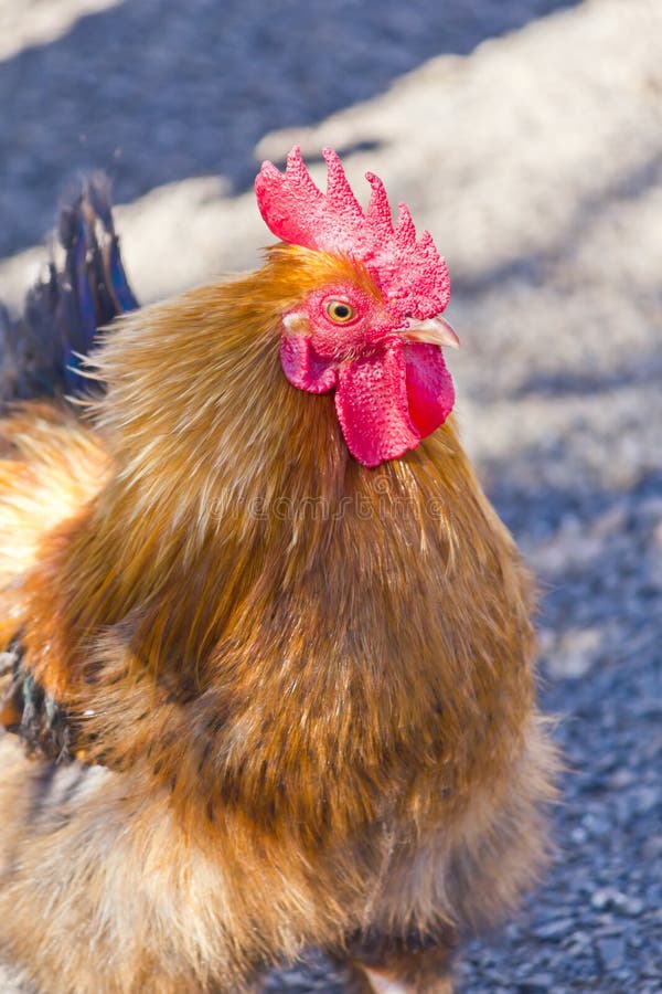 Closeup with Details of a Rooster Face Stock Photo - Image of closeup ...