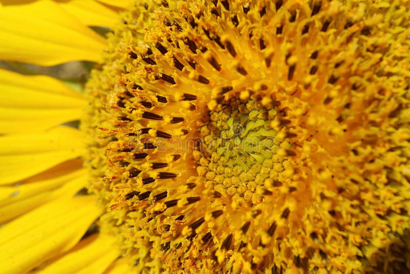 Closeup Details and Texture of Sunflower`s Disc Florets Stock Photo ...