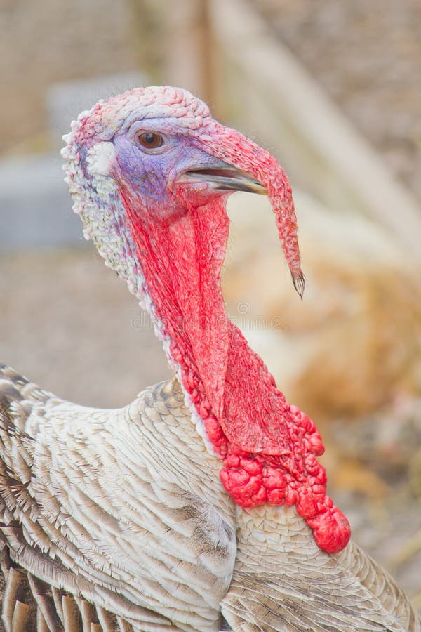 Turkey Face Profile Stock Photos - Download 243 Royalty Free Photos