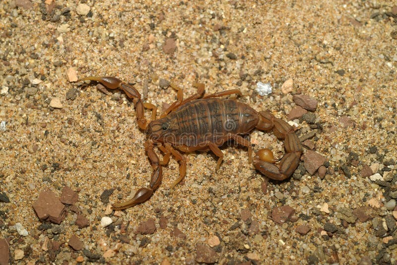 Stripe Tailed Scorpion Stock Photos - Free & Royalty-Free Stock Photos ...