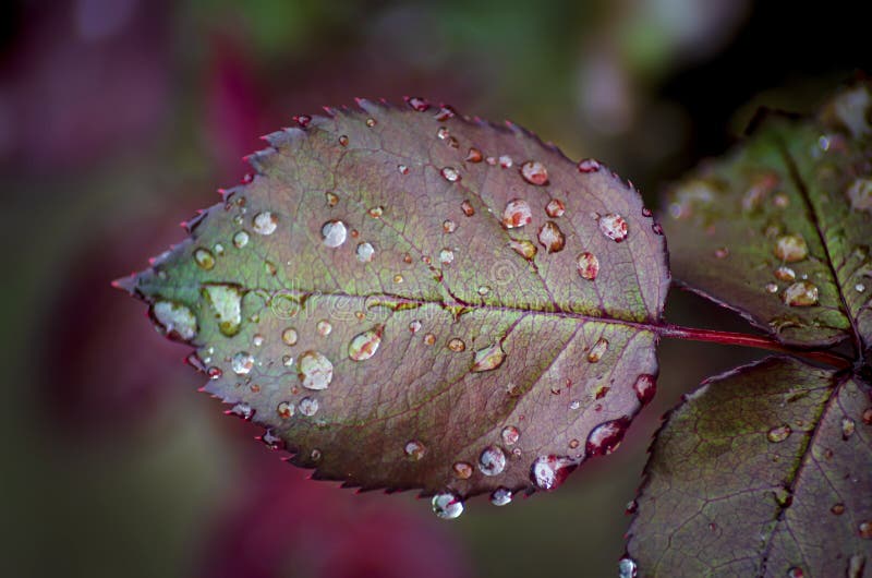Closeup of Dew Drops on Rose Leaf Stock Image - Image of fresh, rain ...