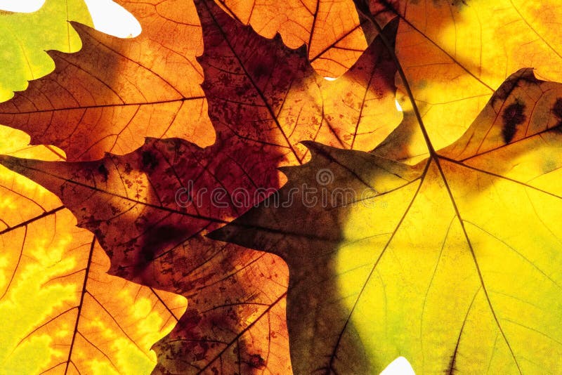 Closeup of Different Autumn Leaves Stock Photo - Image of nature, fall ...