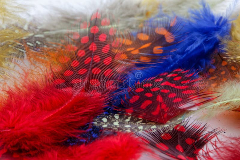 Different Colored Feathers with White Background Stock Photo - Image of ...