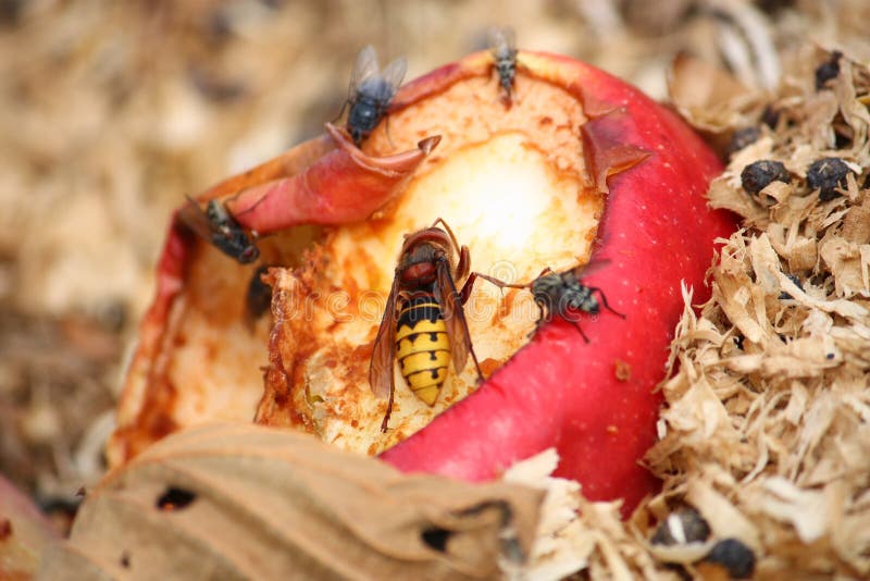Closeup of Different Insects on a Rotting Apple on the Ground Stock ...