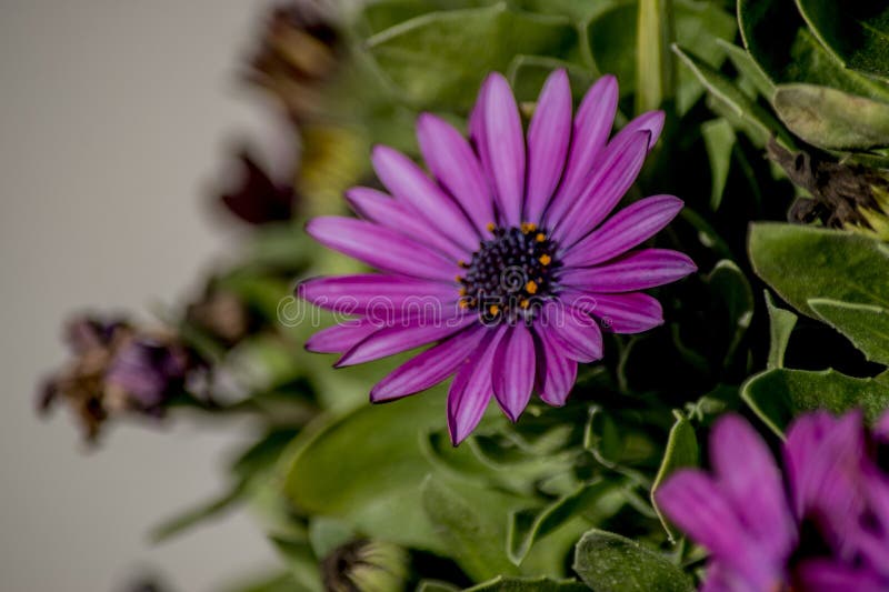 Closeup of a Dimorphotheca Ecklonis Flower Stock Photo - Image of ...