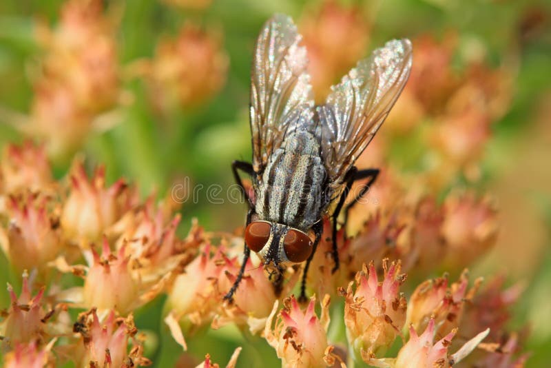Closeup of flies stock image. Image of macro, insects - 30237227