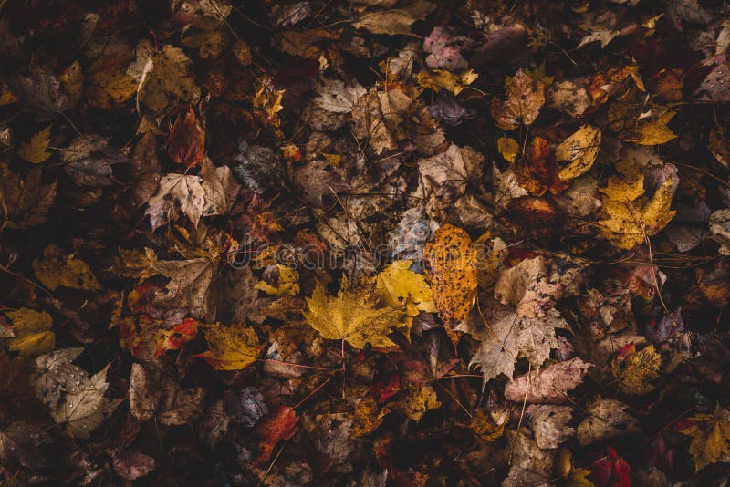Closeup of the Dirty Wet Fall Foliage Stock Photo - Image of abstract ...