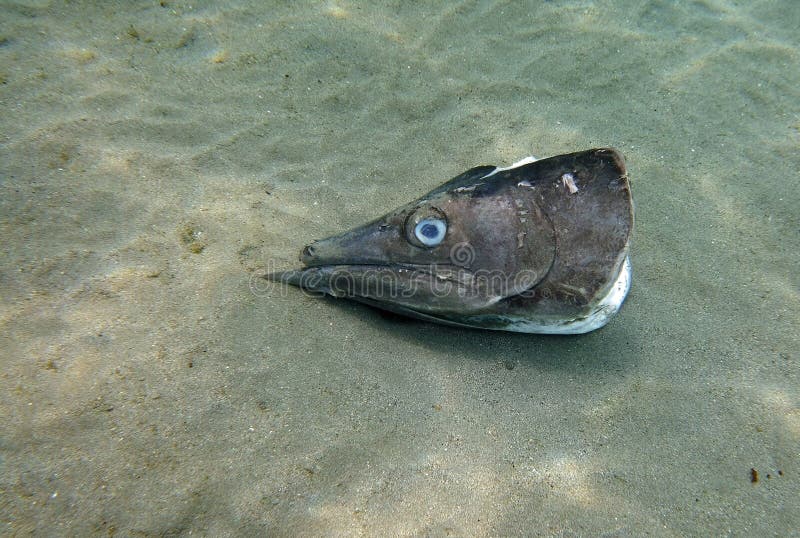 Discarded Fish Head in the Ocean Stock Image - Image of large, fish ...
