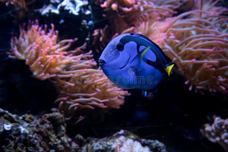 Closeup of a Doctor Fish in an Aquarium Stock Image - Image of nature ...