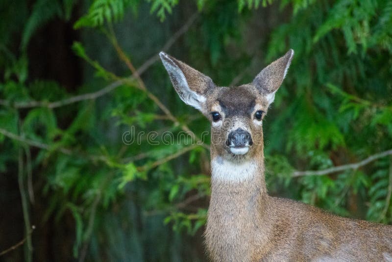 Closeup of Doe Looking at Camera Stock Image - Image of deer, animal ...