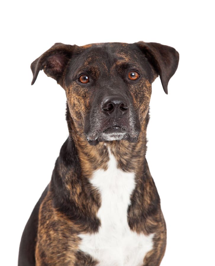 Closeup of Dog with Brindle Coat Stock Image - Image of head, headshot ...