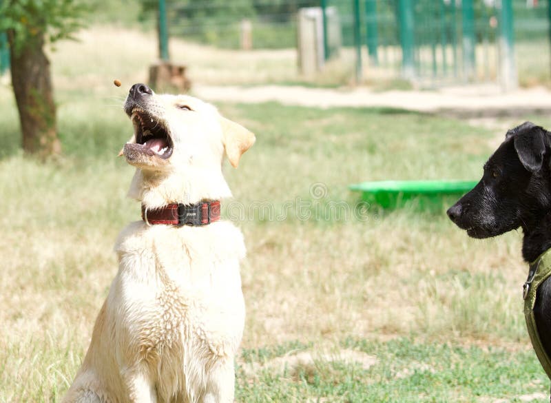 Closeup of a Dog Catching a Treat in Mid-air. Stock Photo - Image of ...