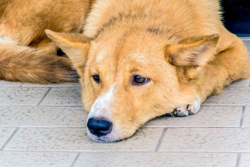 Closeup Dog Crouched on the Floor Stock Image - Image of brown, pretty ...