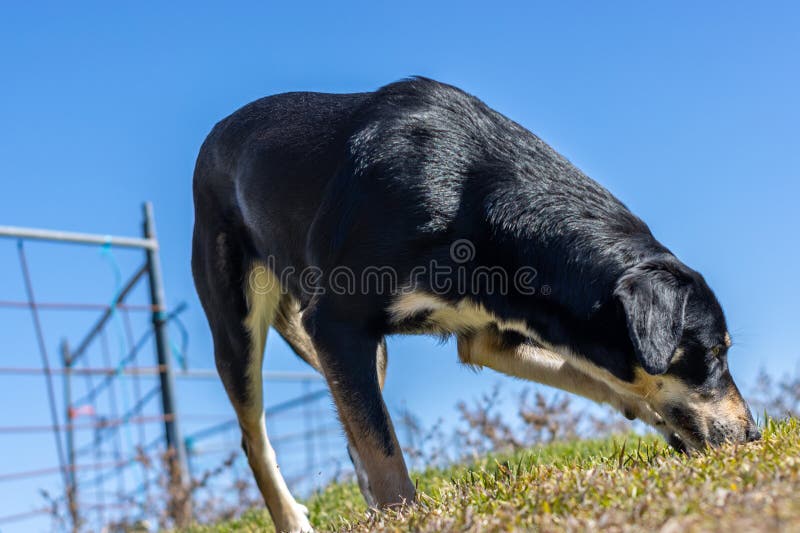 A Dog Following the Trail and Sniffing the Grass. Creative Bottom View ...