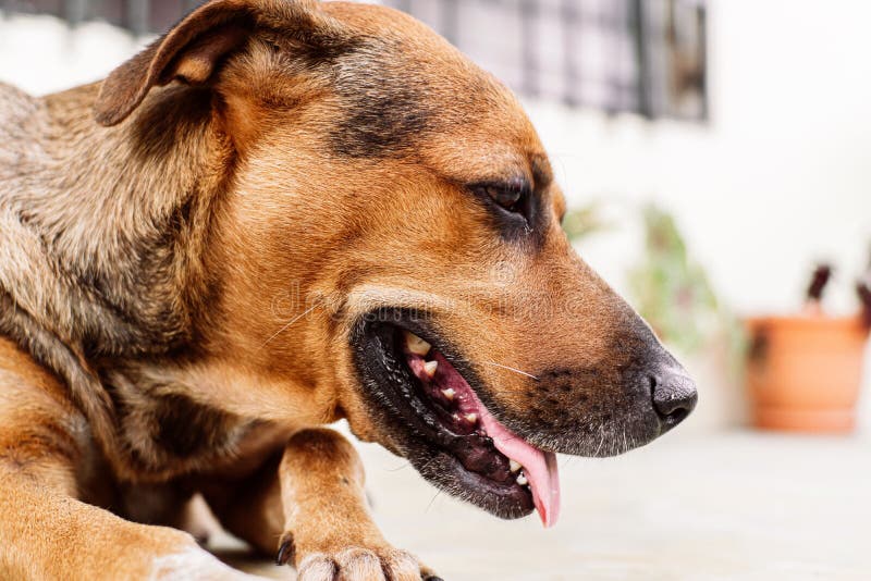 Closeup of a Dog with Open Mouth Looking Away and Lying on the Floor in ...