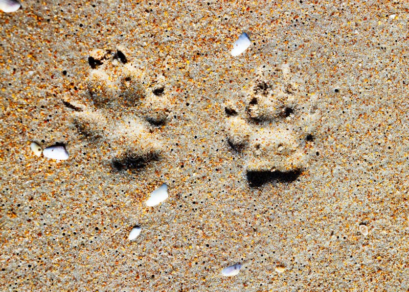 Closeup of a Dog S Paw Prints in Sand Stock Photo - Image of seaside ...