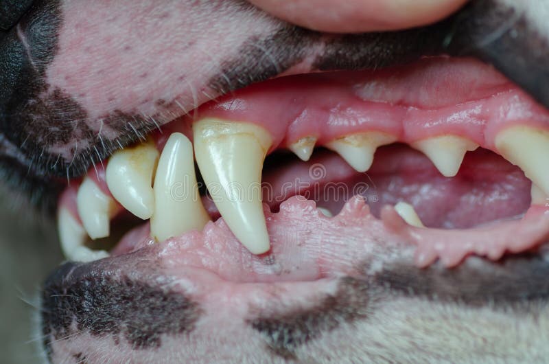 Closeup of a Dog S Teeth and Mouth with Toothache Stock Photo - Image ...