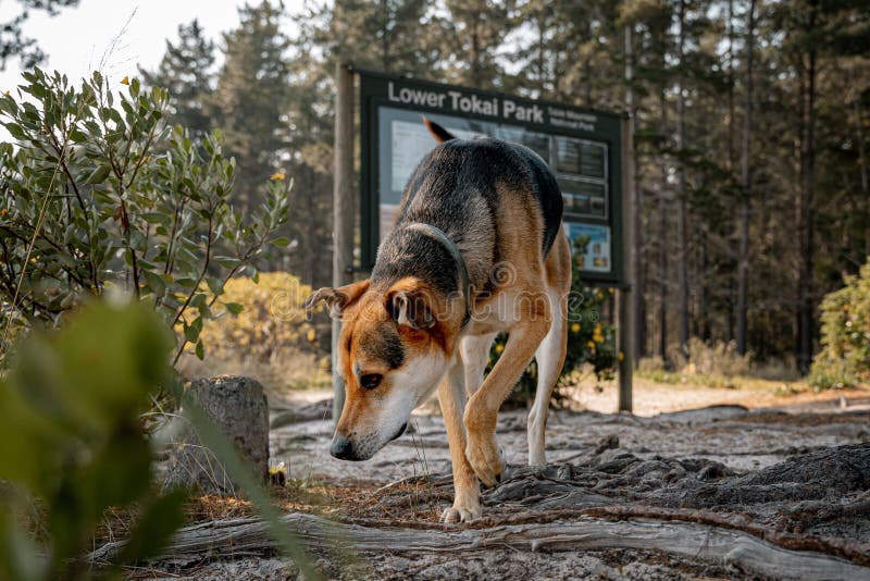 Closeup of a Dog in Tokai Forest Park Stock Photo - Image of ...