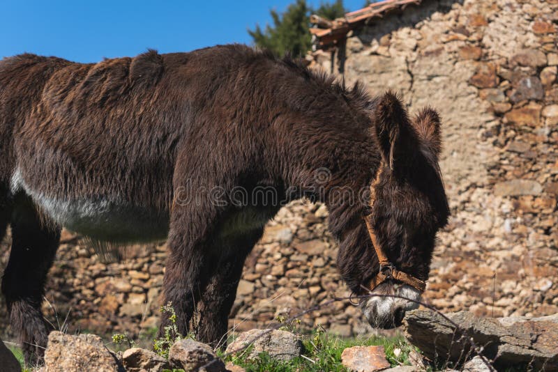 Closeup of a Donkey on a Farm Looking Down Stock Image - Image of ...