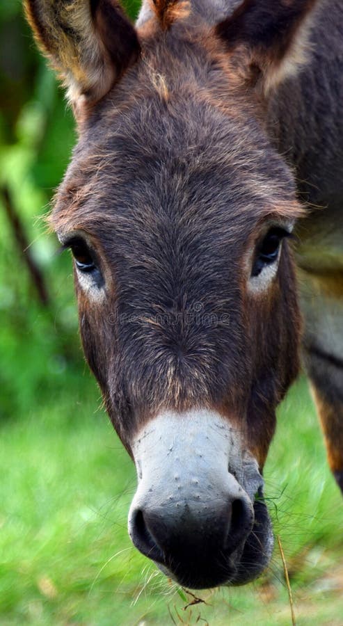 Closeup of donkey head stock image. Image of brown, white - 267757747