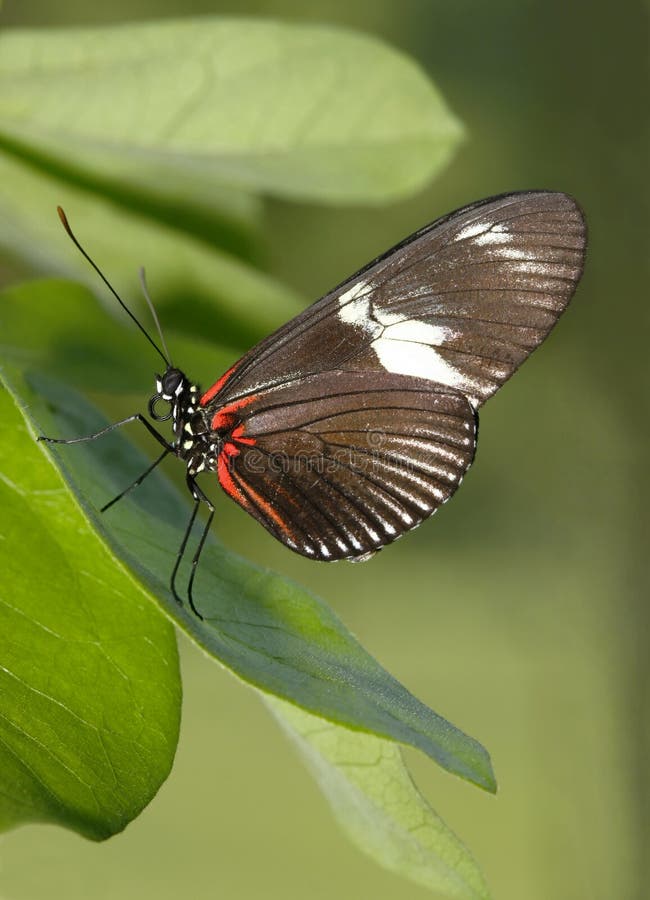 Closeup of Doris Butterfly on Leaf Stock Photo - Image of macro, black ...