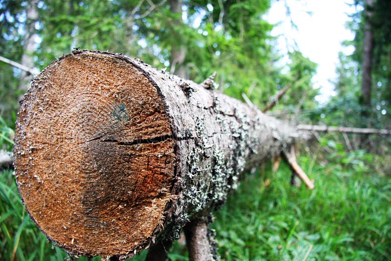 Closeup of downed tree stock photo. Image of detailing - 6451502