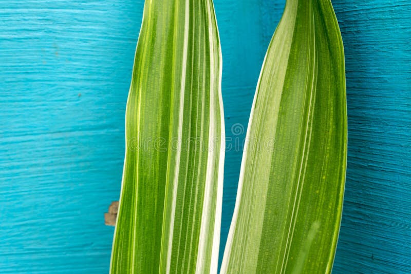 Closeup of a Dracaena Leaf Blade on a Blue Background Stock Image ...