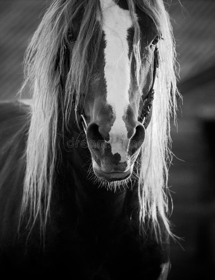 Closeup of a draft horse stock photo. Image of paint - 68685868