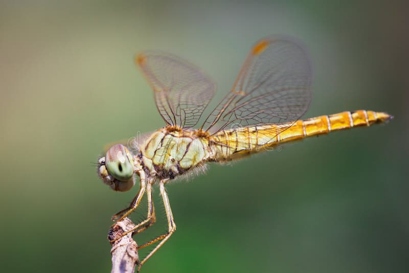 Closeup Dragonfly stock photo. Image of branch, background - 25302188