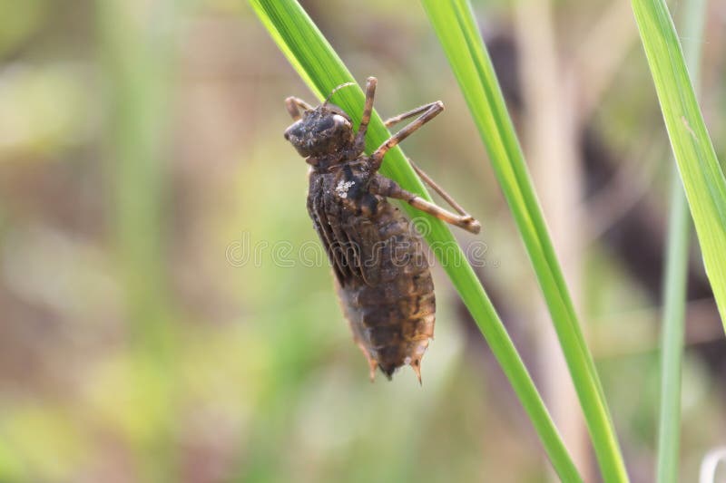 Closeup of a Dragonfly Nymph Climbing Up on Grass Stock Photo - Image ...