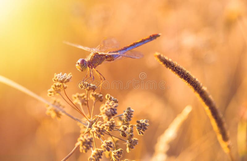 Closeup of a Dragonfly Outdoor at Sunrise Stock Photo - Image of ...