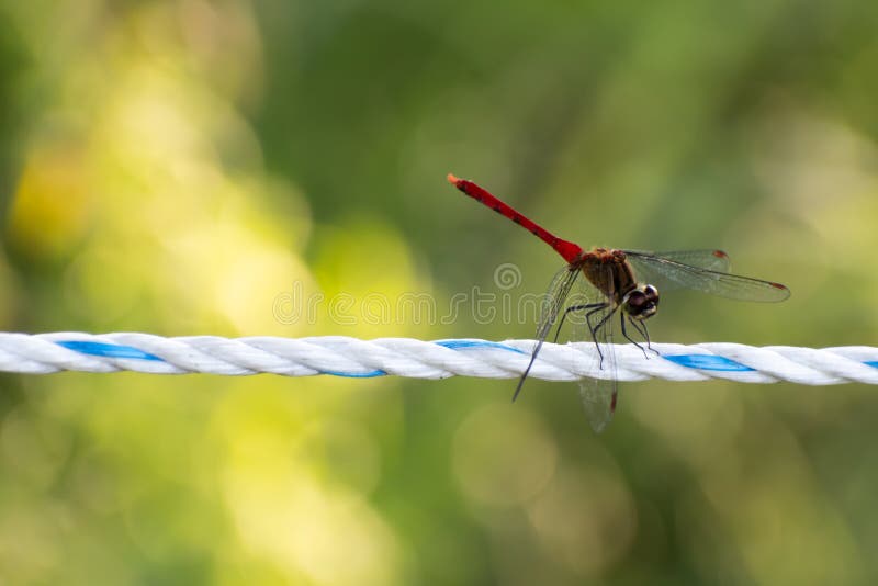 Dragonfly Perched upon Thin Rope. Stock Image - Image of insect ...