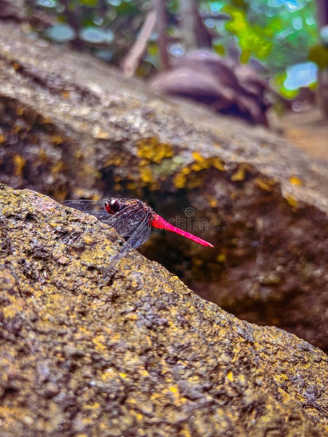 Closeup of a Dragonfly on a Rock in a Garden Stock Image - Image of ...