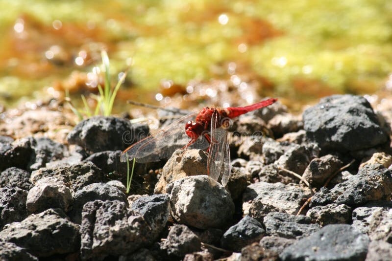 Closeup of a Dragonfly on the Small Rock on the Beach Stock Photo ...