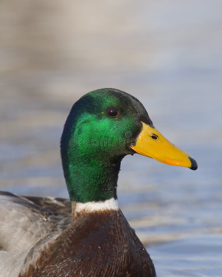 Drake Mallard Duck Close Up Stock Image - Image of animal, green: 53759375