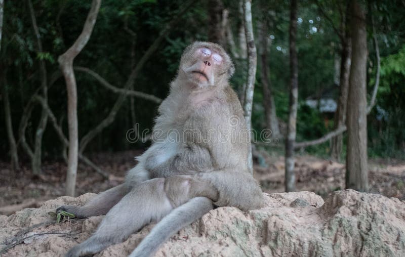 Closeup of a Dramatic Macaque Monkey Sitting on a Rock with Its Eyes ...