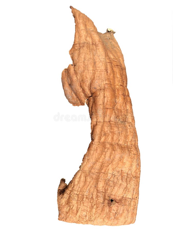 Closeup of Dried Cassava Skin Pattern on Isolated White Background ...