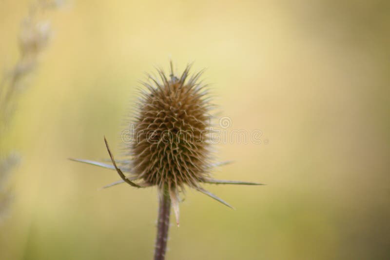 Cutleaf Teasel in Bloom Closeup View with Blue Sky on Background Stock ...